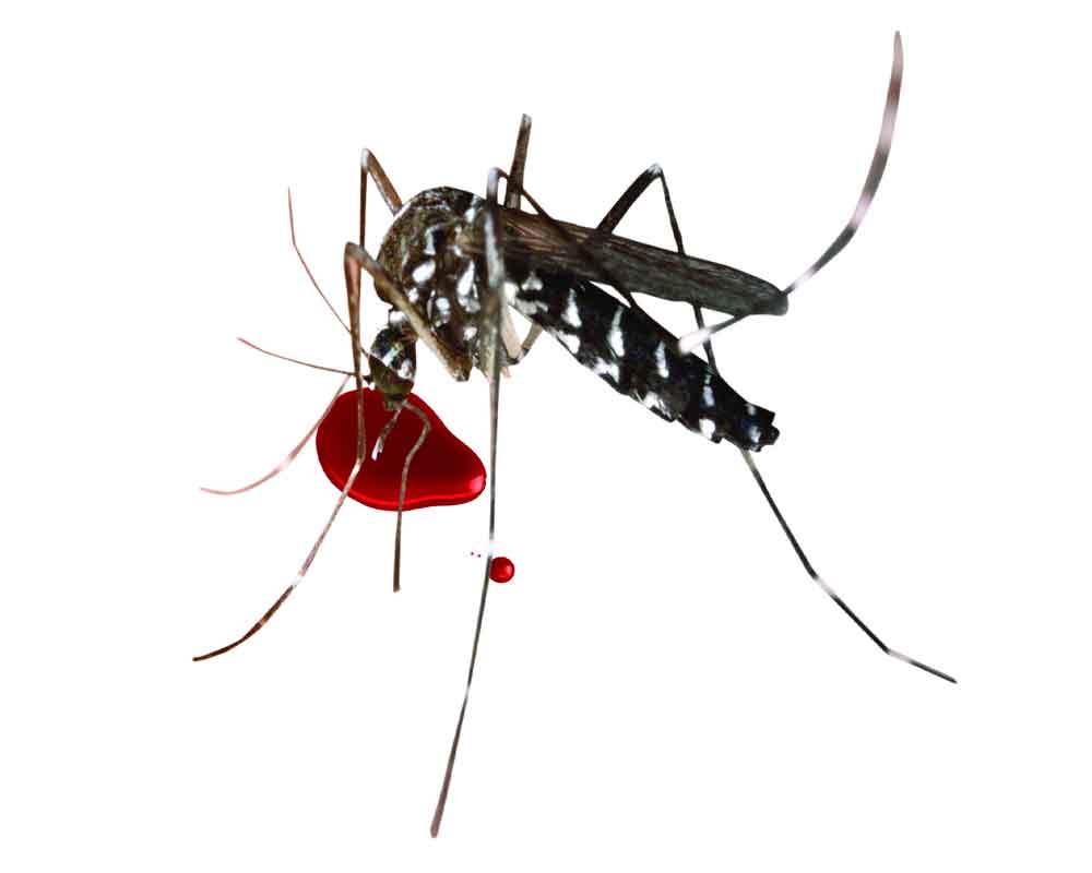 129 fresh cases of dengue in Delhi, tally rises to over 500